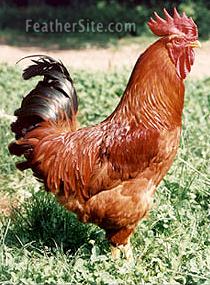 Basque Hen