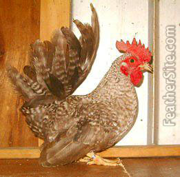 Japanese Bantams