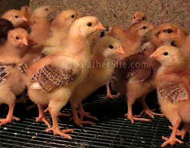 Poltavian Spangled Hen