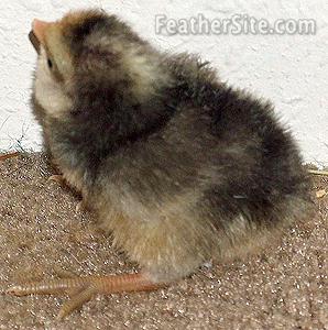 Antwerp Belgian Bantams