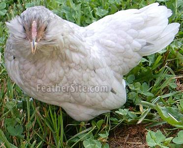 Antwerp Belgian Bantams