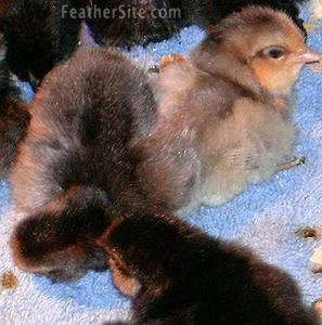 Antwerp Belgian Bantams