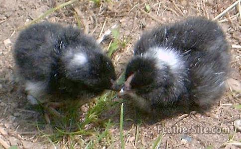Antwerp Belgian Bantams