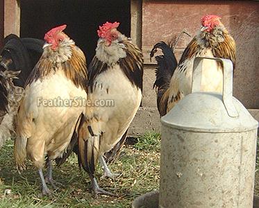 Antwerp Belgian Bantams