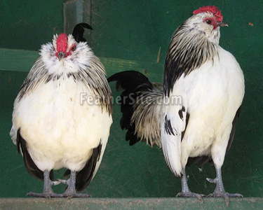 Antwerp Belgian Bantams