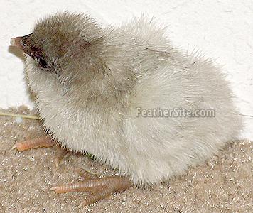 Antwerp Belgian Bantams