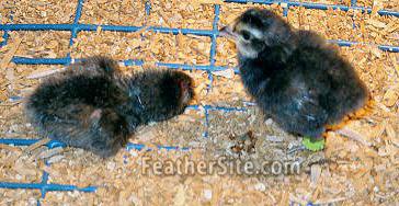 Antwerp Belgian Bantams