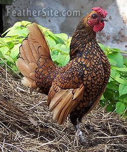 Sebright Bantams