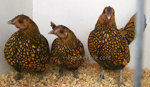 Sebright Bantams