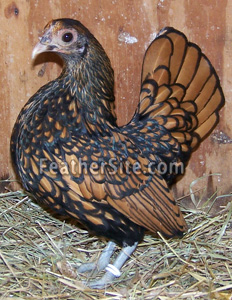 Sebright Bantams