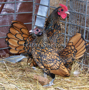 Sebright Bantams