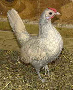 Sebright Bantams