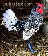 Sebright Bantams