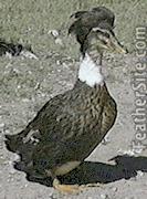 Crested Ducks