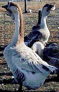 African Geese