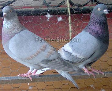 Roller Pigeons