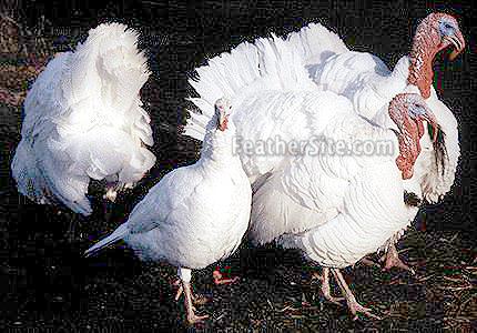 Beltsville Small White Turkeys